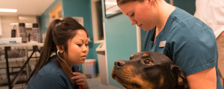 Veterinary Technology : RRC Polytech: Program Explorer